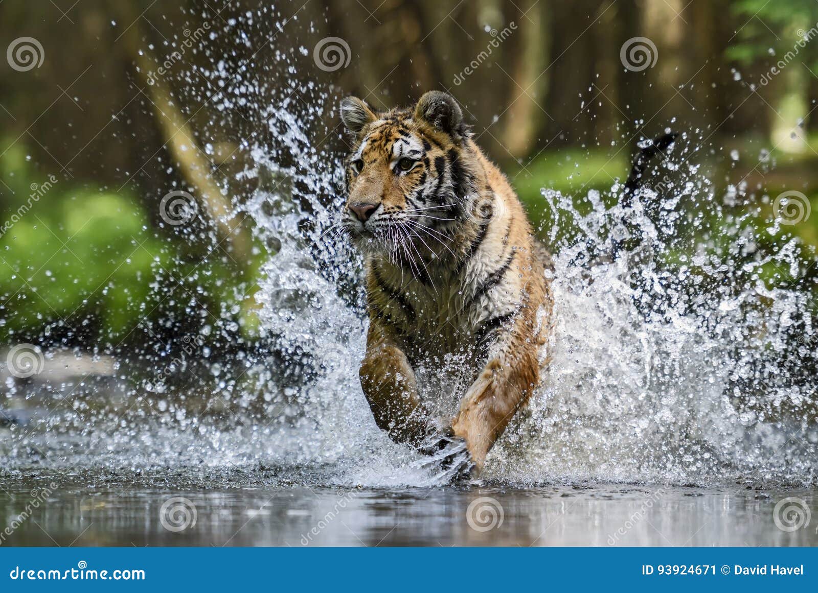 Siberian Tiger stock image. Image of male, carnivores - 93924671