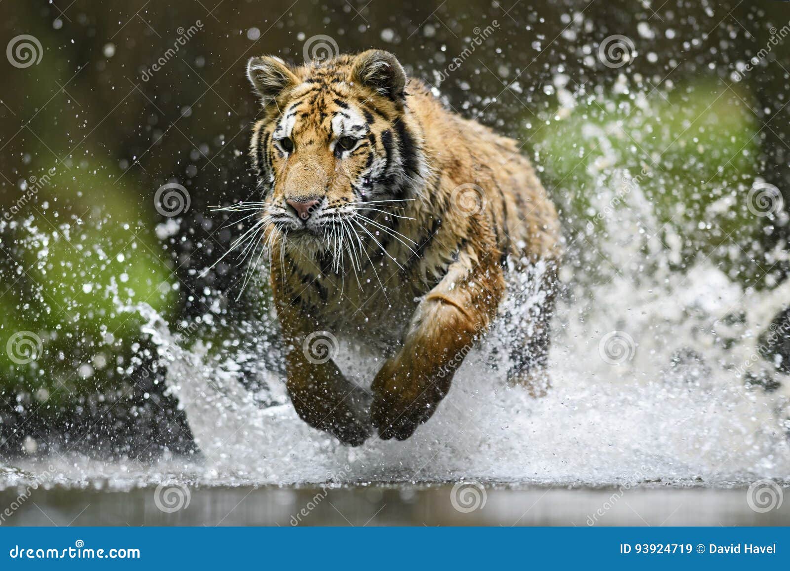 Siberian Tiger stock image. Image of landscape, amur - 93924719