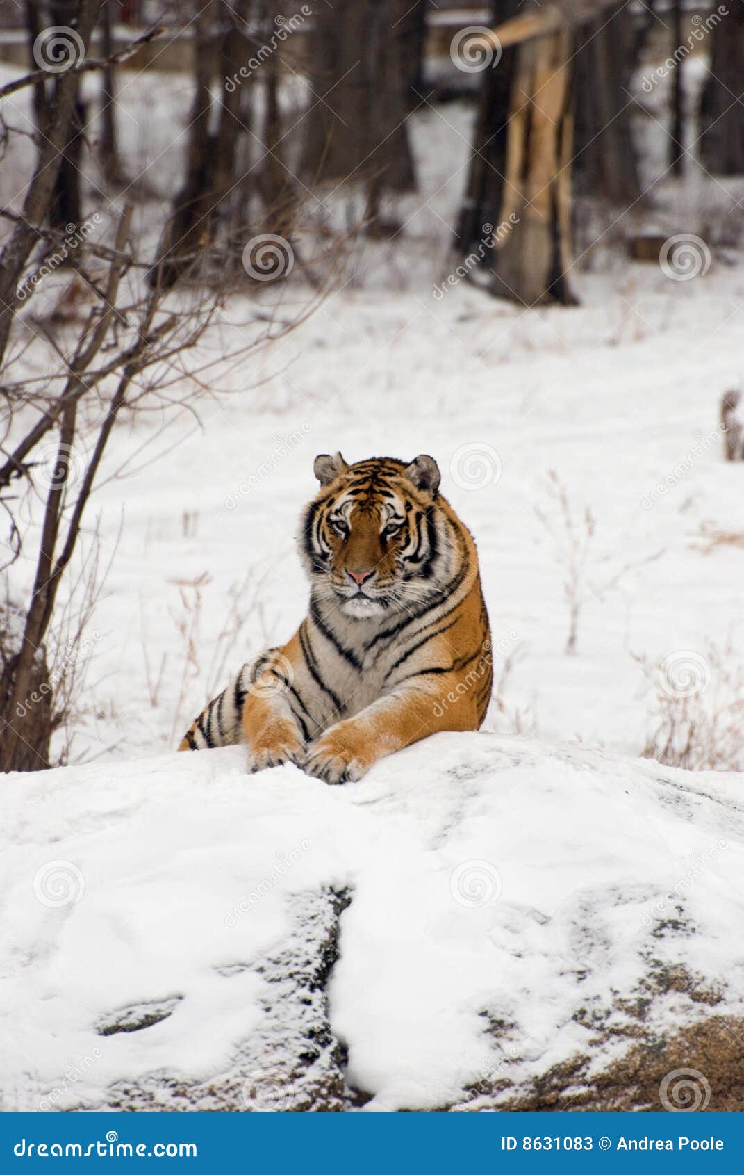 Siberian Tiger Sitting stock image. Image of running, endangered - 8631083