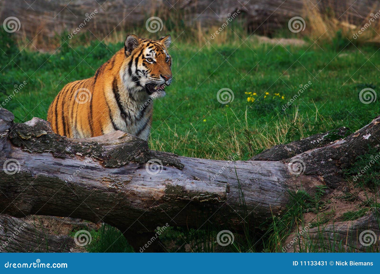 Siberian Tiger Sitting between Two Fallen Trees Stock Image - Image of ...