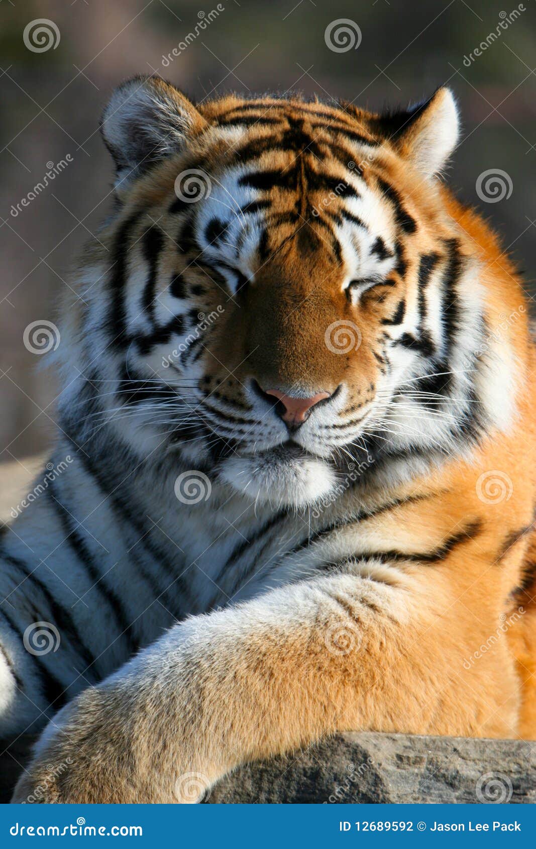 Siberian Tiger Smirking stock photo. Image of creatures - 12689592