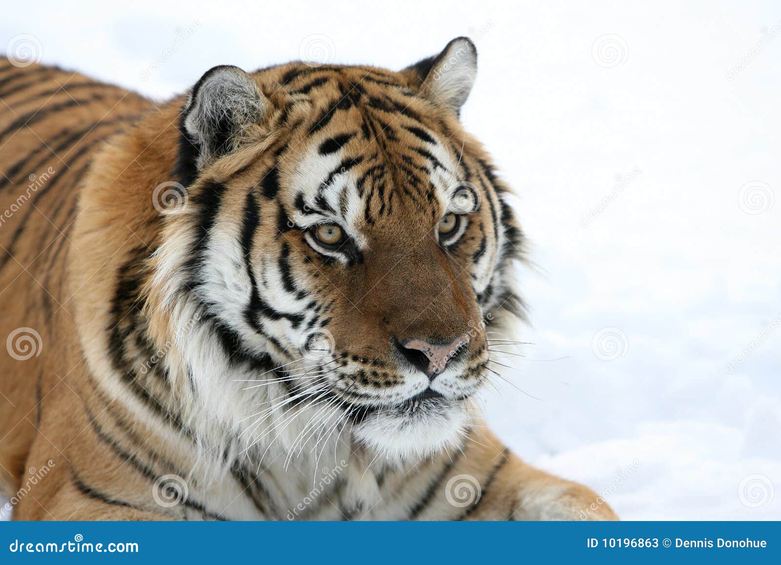 Siberian Tiger in snow stock image. Image of beauty, face - 10196863