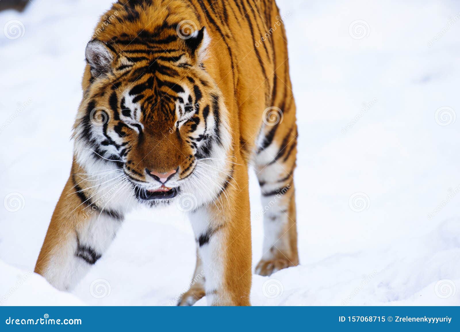 Siberian tiger on snow stock image. Image of beast, tigress - 157068715