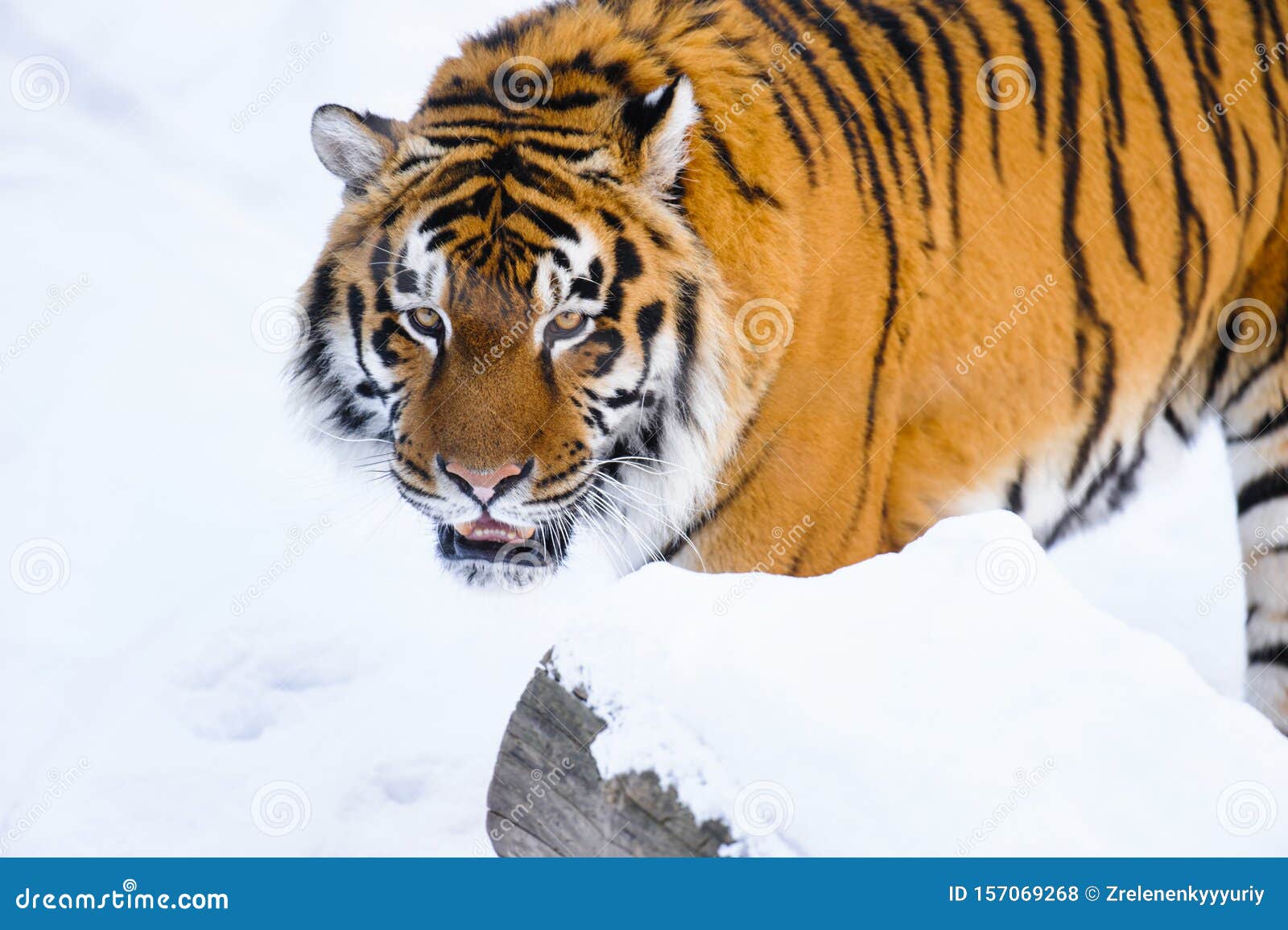 Siberian tiger on snow stock photo. Image of snow, beauty - 157069268
