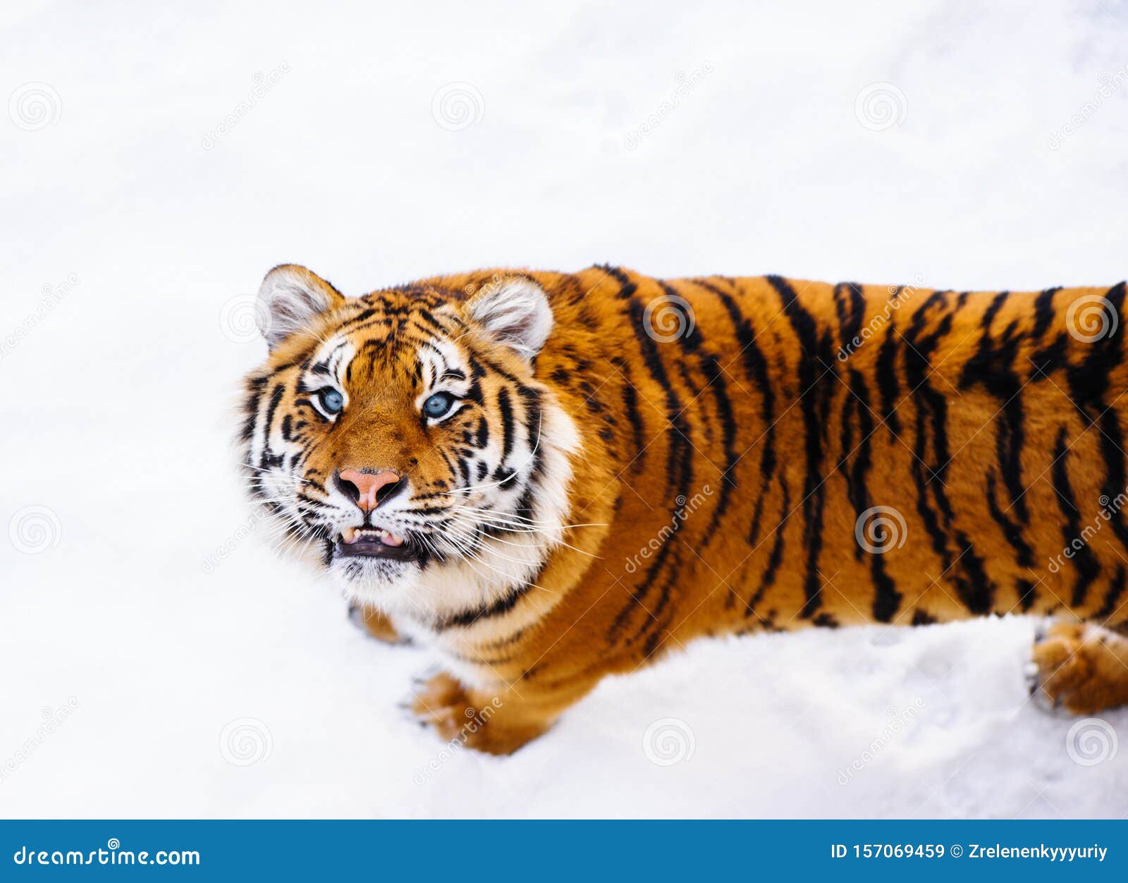 Siberian tiger on the snow stock image. Image of expression - 157069459