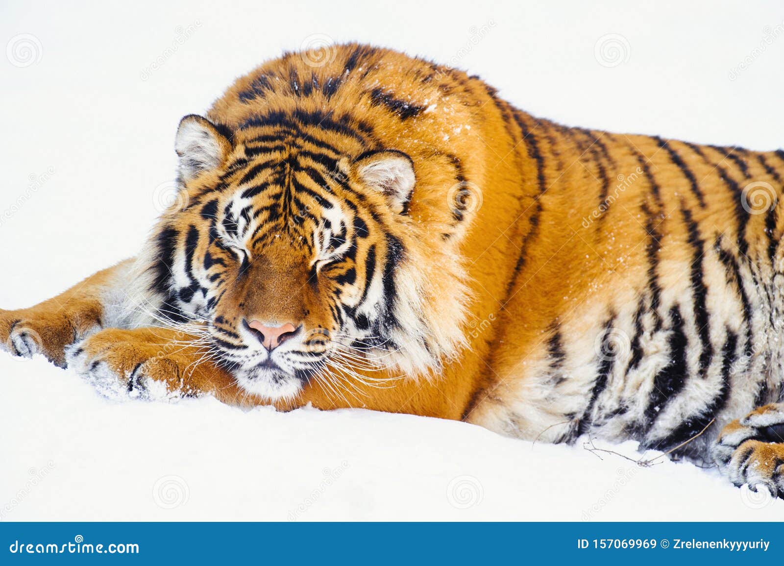 Siberian Tiger Slipping on the Snow Stock Image - Image of beautiful ...