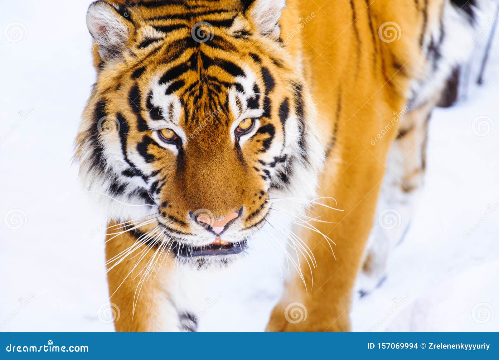Siberian tiger on snow stock photo. Image of hunt, animal - 157069994