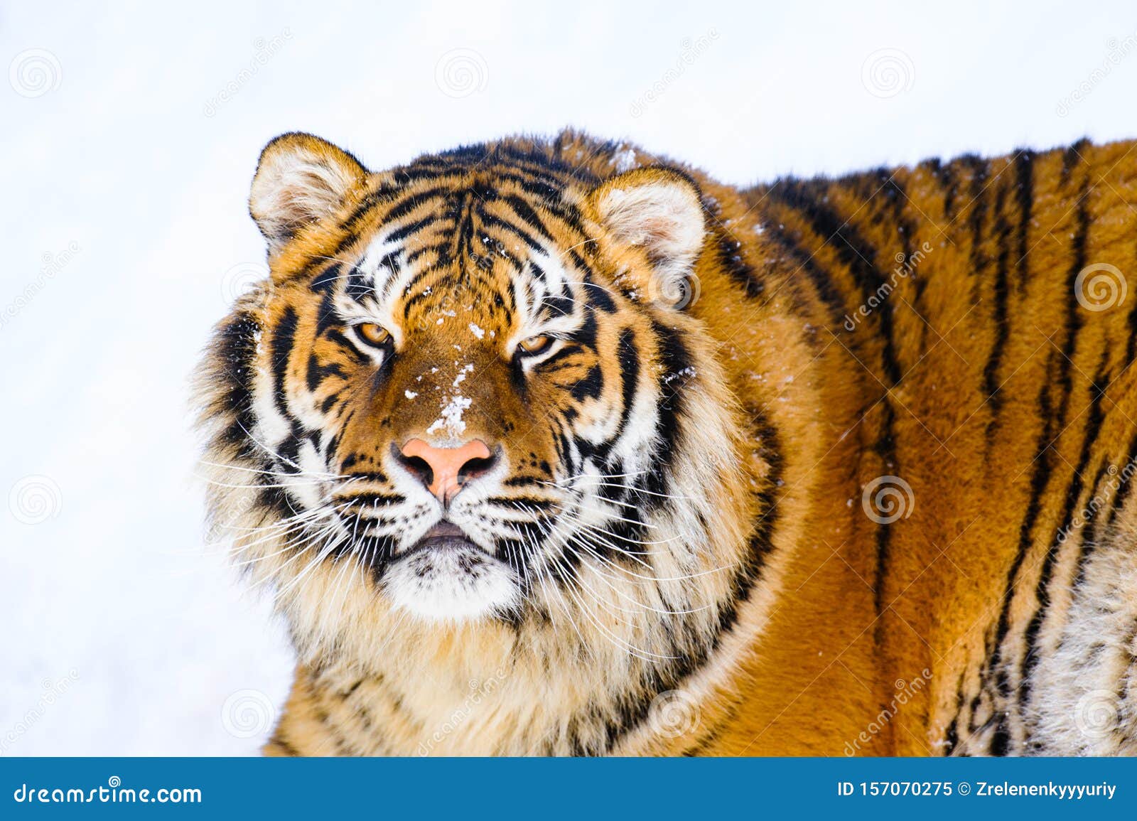 Siberian tiger on a snow stock image. Image of predator - 157070275