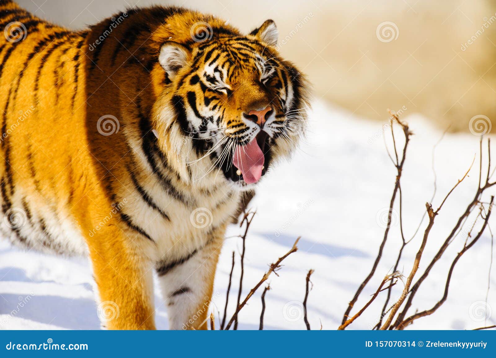 Siberian tiger on the snow stock photo. Image of safari - 157070314