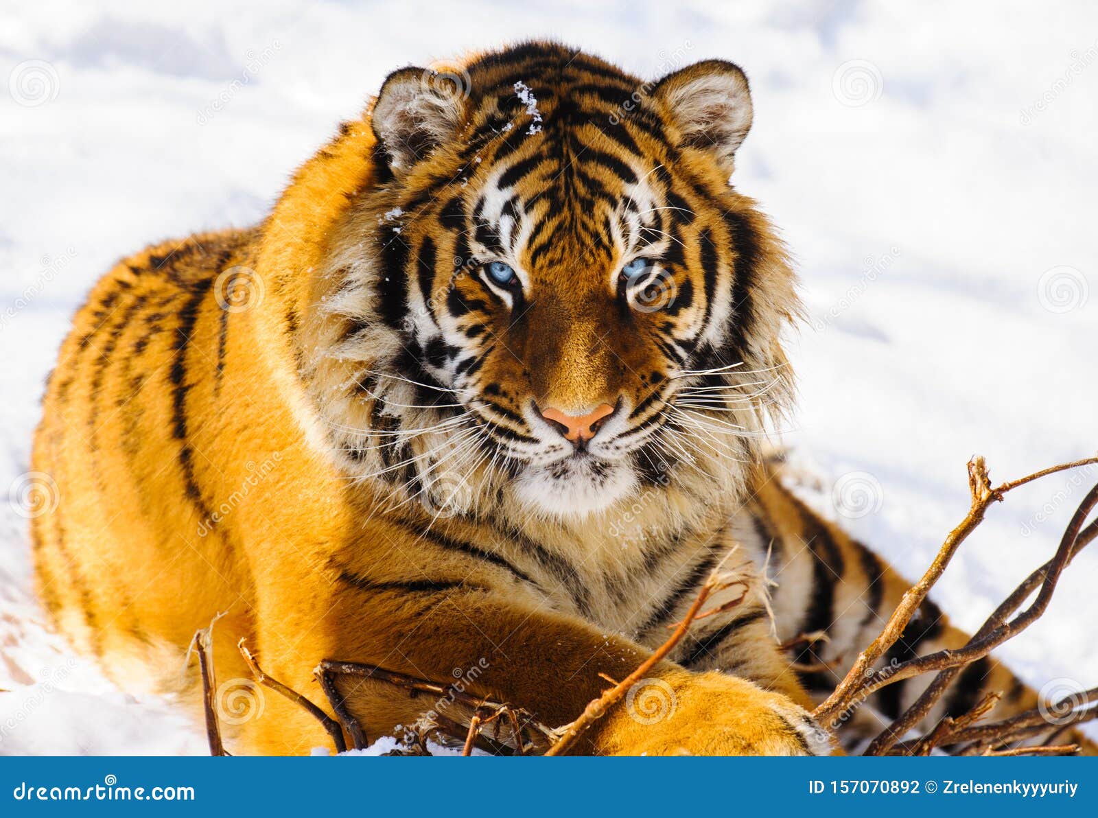 Siberian tiger on snow stock photo. Image of tigress - 157070892