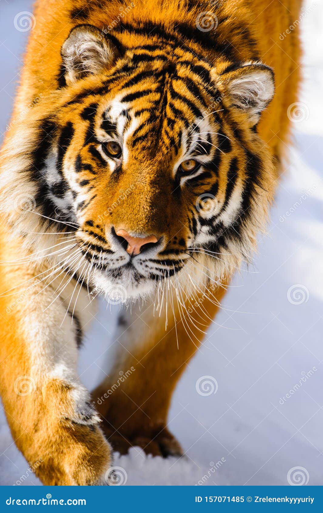 Siberian tiger on the snow stock image. Image of teeth - 157071485