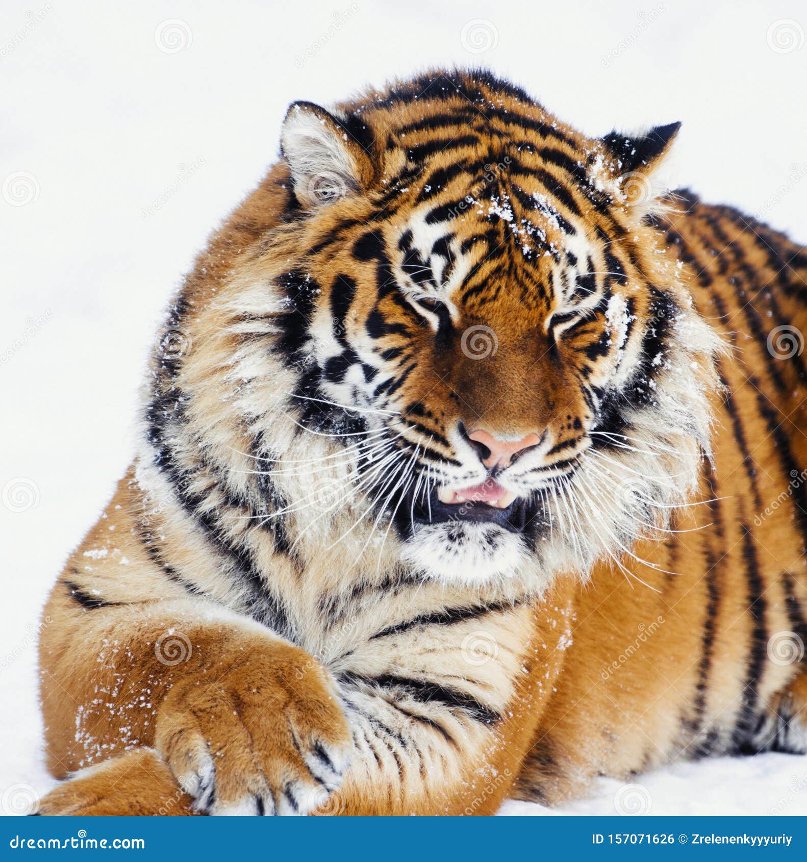 Siberian tiger on the snow stock photo. Image of hunt - 157071626