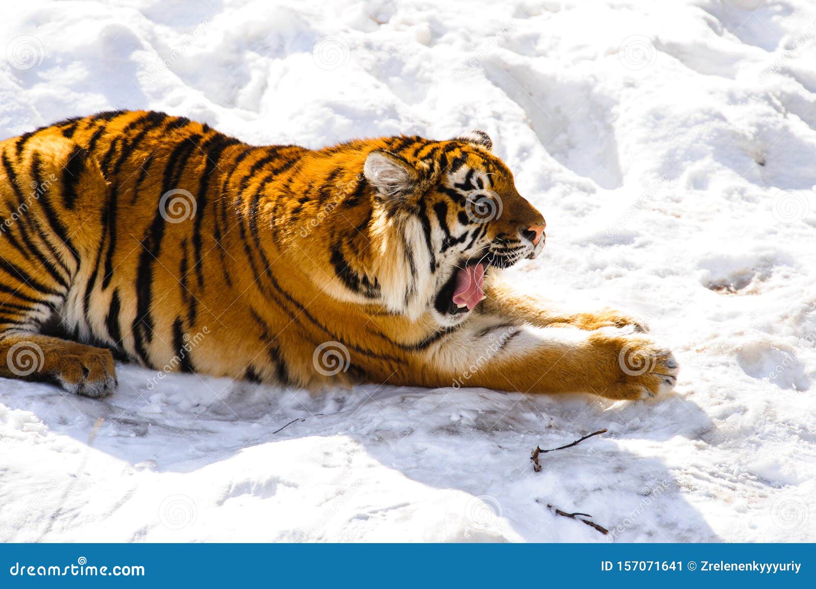 Siberian tiger on a snow stock image. Image of danger - 157071641
