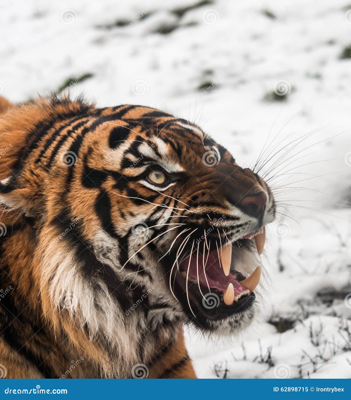 Siberian tiger on snow stock image. Image of hair, eyes - 62898715