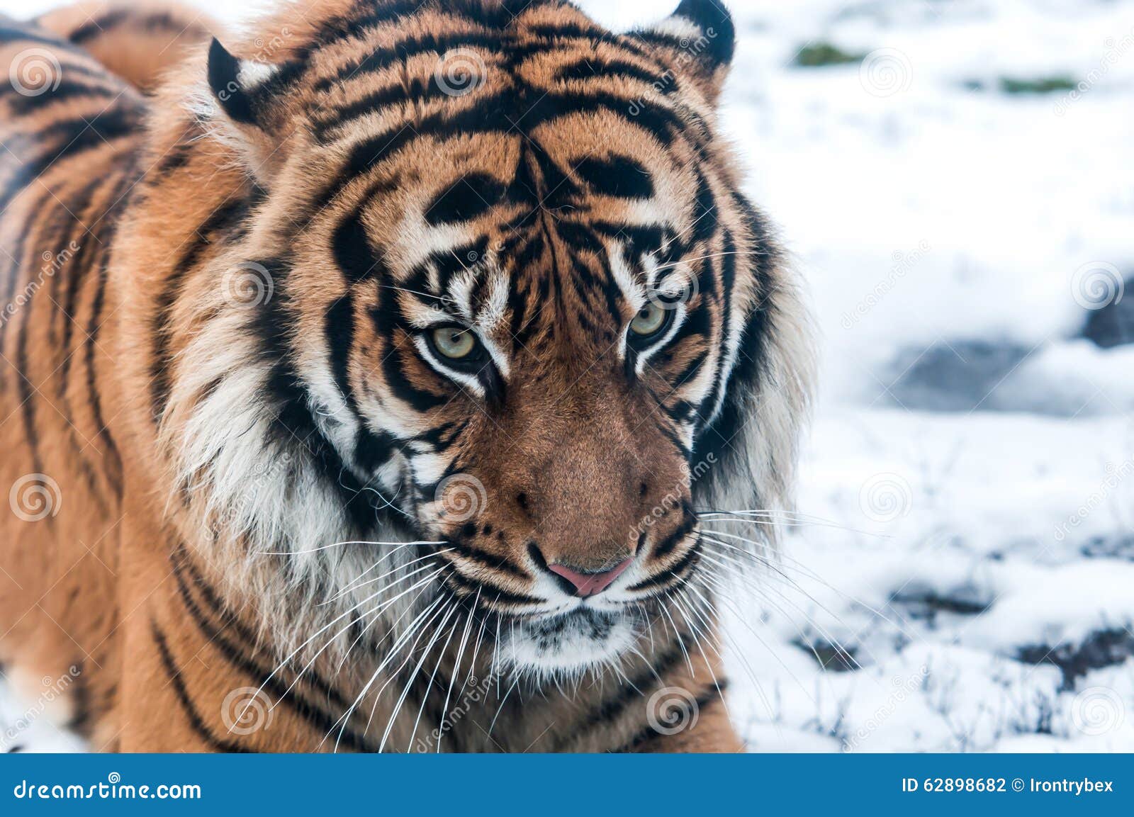 Siberian tiger on snow stock photo. Image of jungle, bengal - 62898682