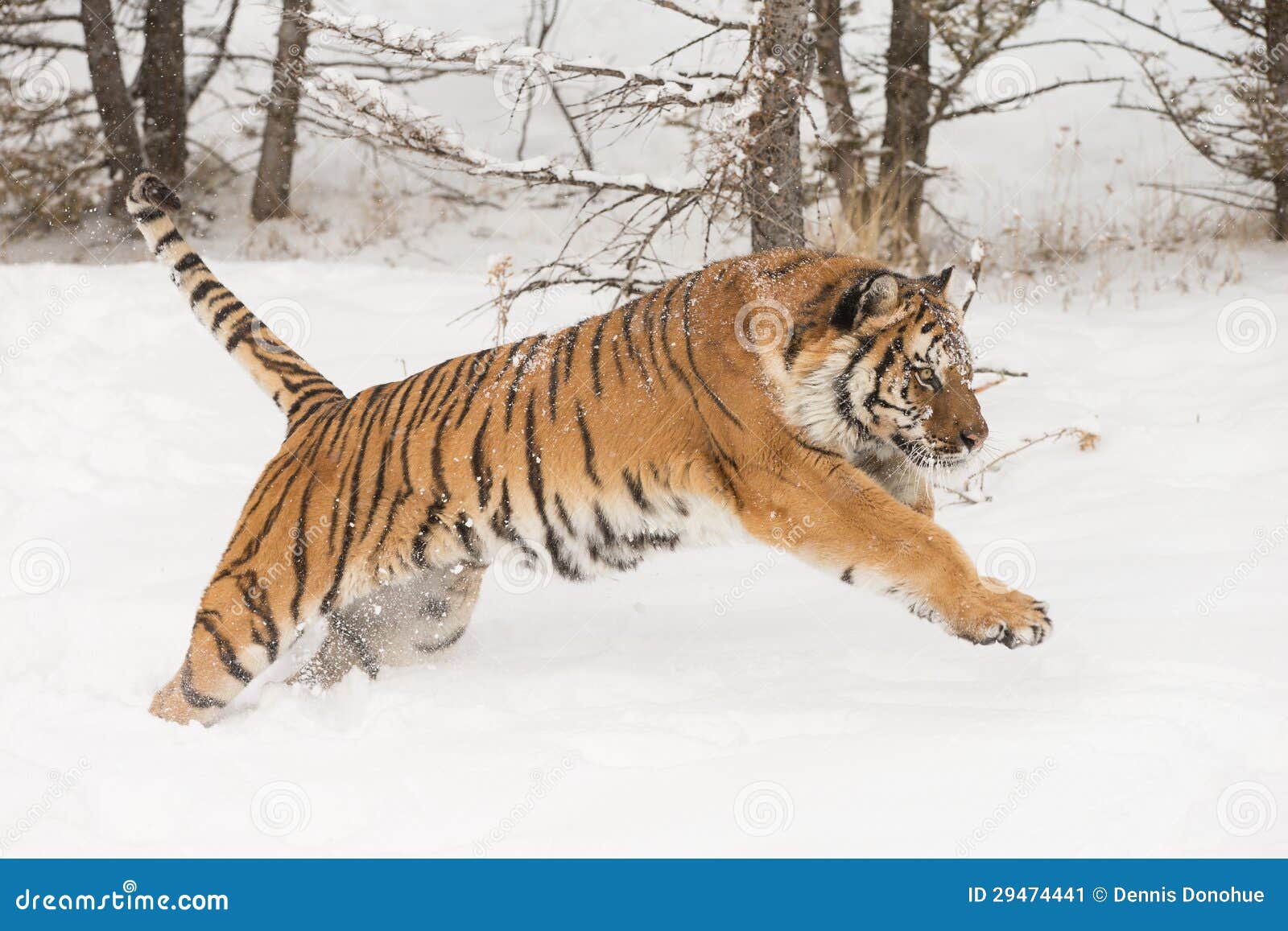 Siberian Tiger in Snow Covered Field Stock Image - Image of expression ...