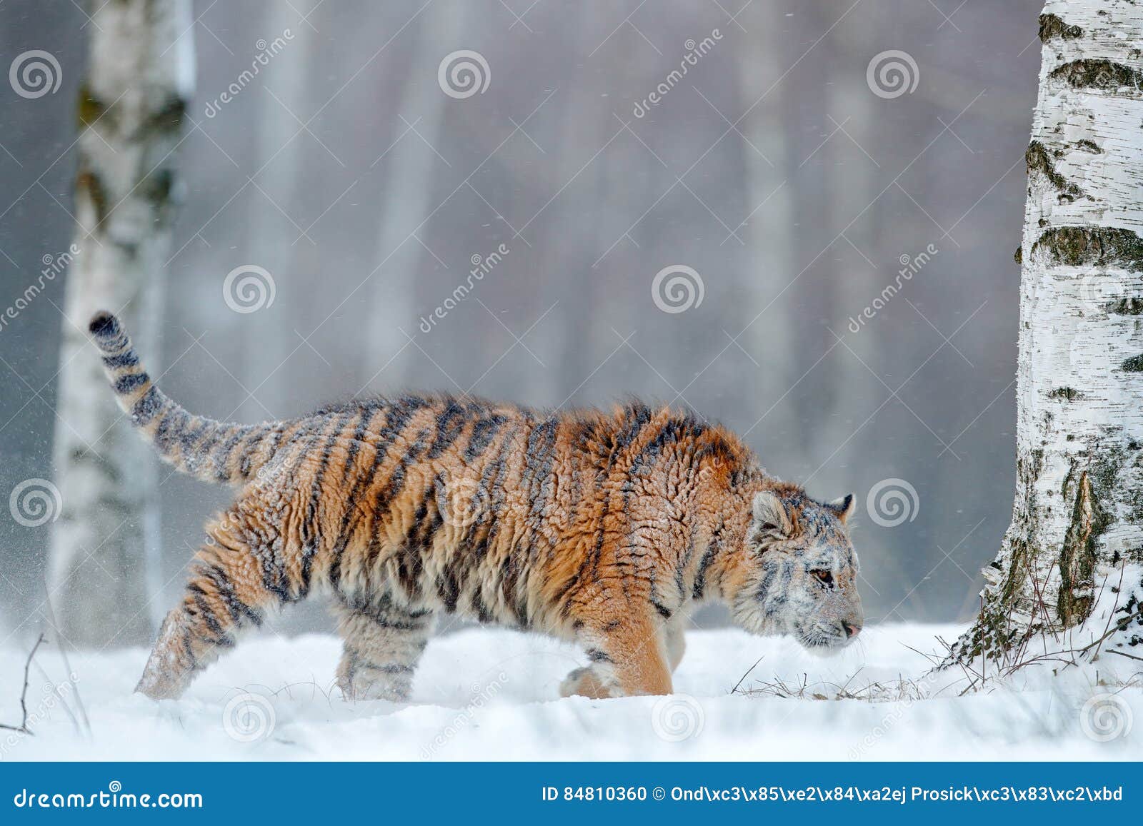 Siberian tiger in snow. stock photo. Image of amur, russia - 84810360