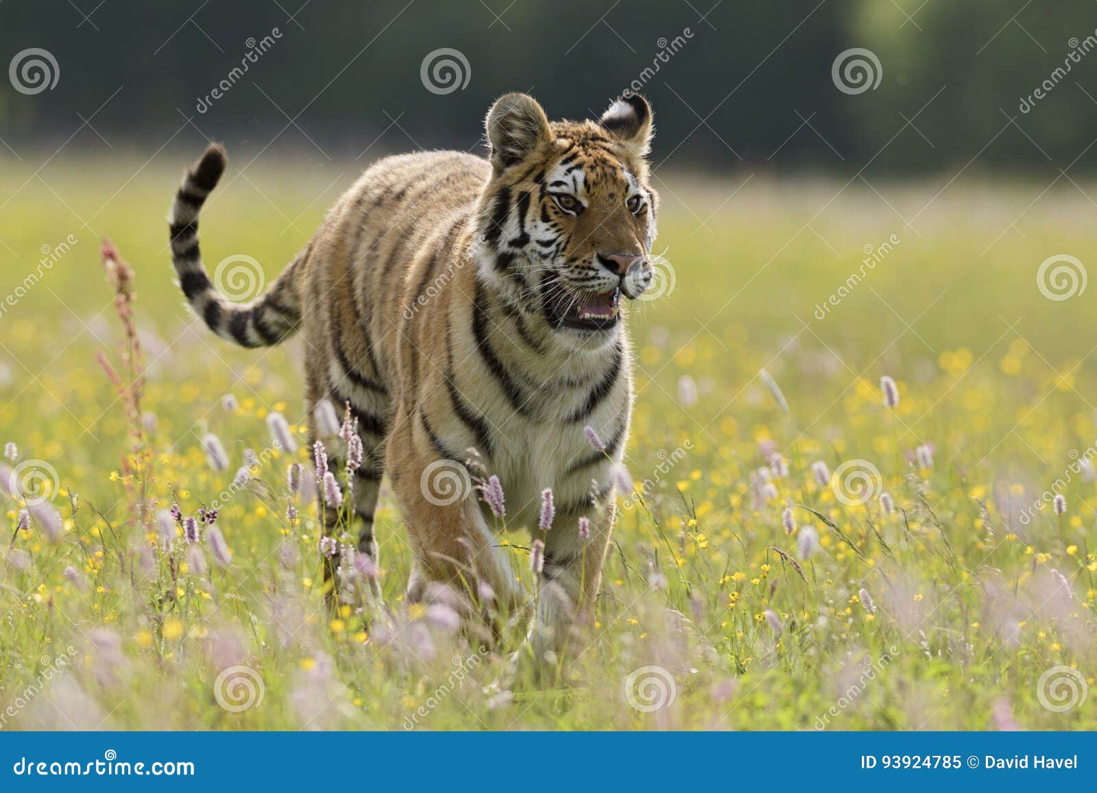 Siberian Tiger stock image. Image of siberia, felis, russia - 93924785