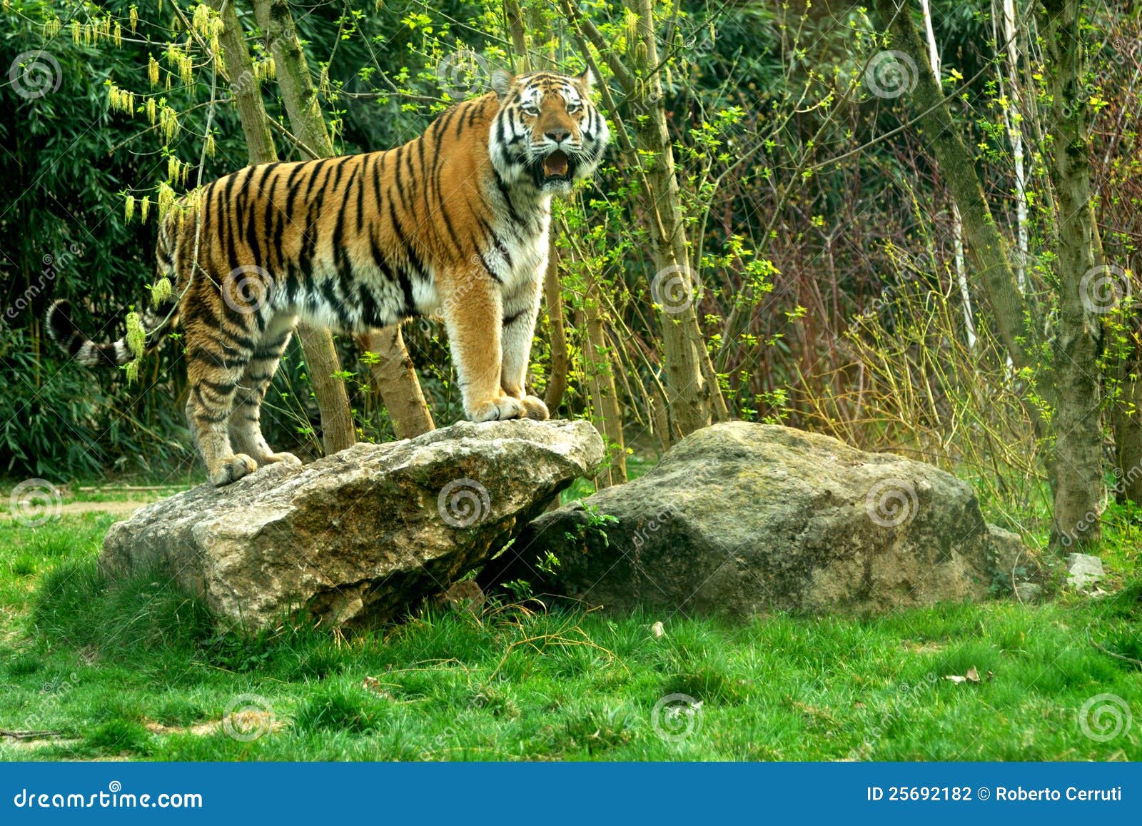 Siberian Tiger Standing On A Rock Stock Photography - Image: 25692182