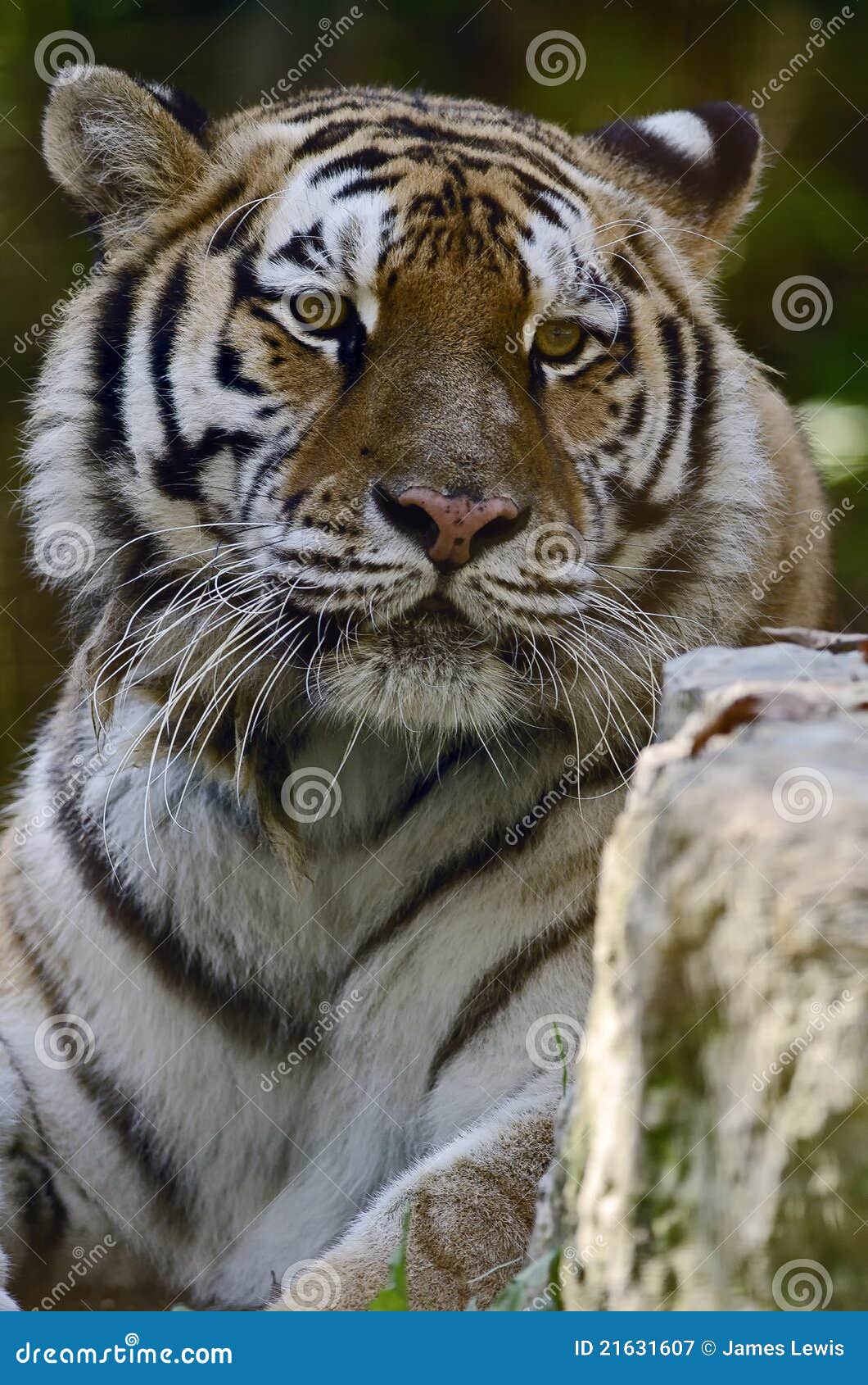 Siberian Tiger Stare stock image. Image of hunter, siberian - 21631607