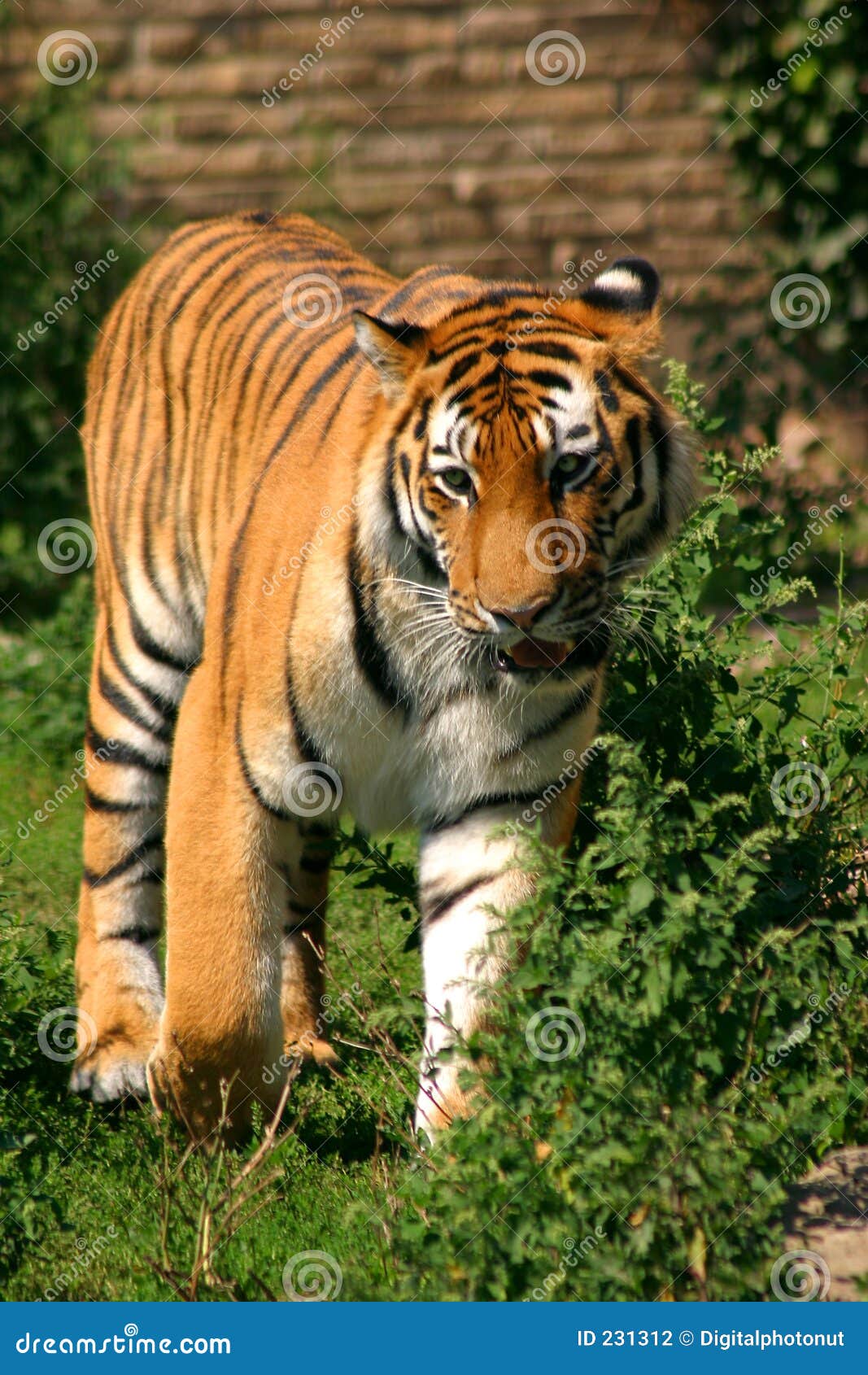 Siberian Tiger Stare stock photo. Image of tiger, hunter - 231312