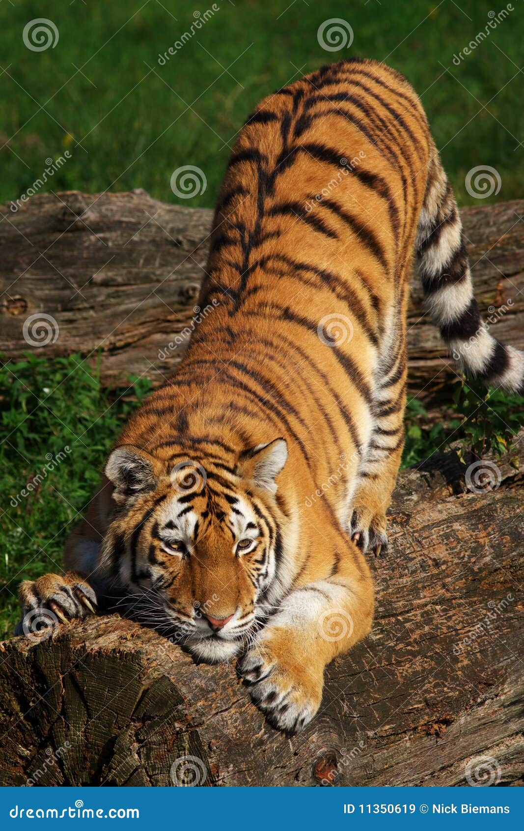 Siberian Tiger Stretching Out Stock Image - Image of nature, siberian ...