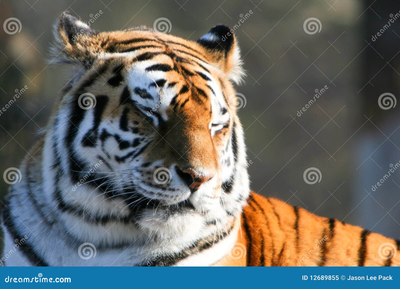 Siberian Tiger Tired stock image. Image of beast, creature - 12689855