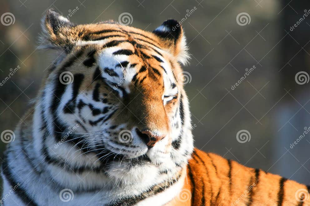 Siberian Tiger Tired stock image. Image of beast, creature - 12689855