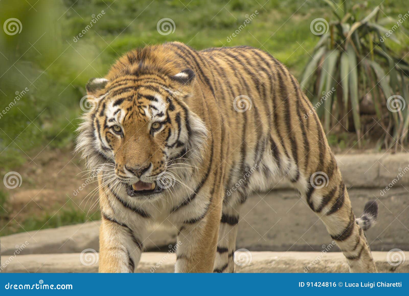 Siberian Tiger stock photo. Image of queen, italy, wildlife - 91424816
