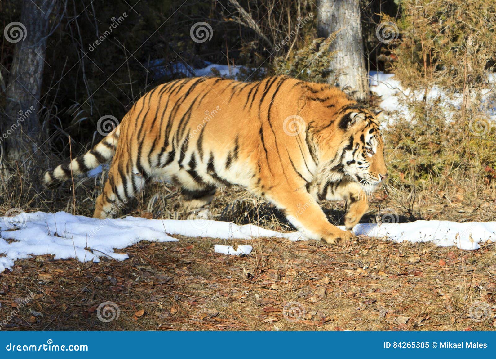 Siberian Tiger Walking Along Tree Edge Stock Image - Image of ...