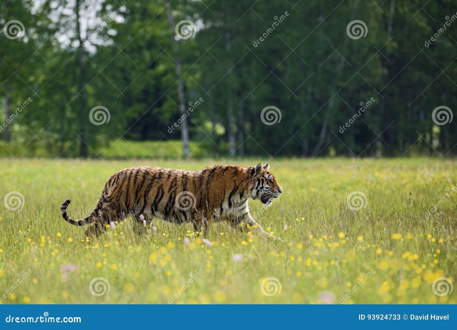 Siberian Tiger stock image. Image of carnivores, male - 93924733