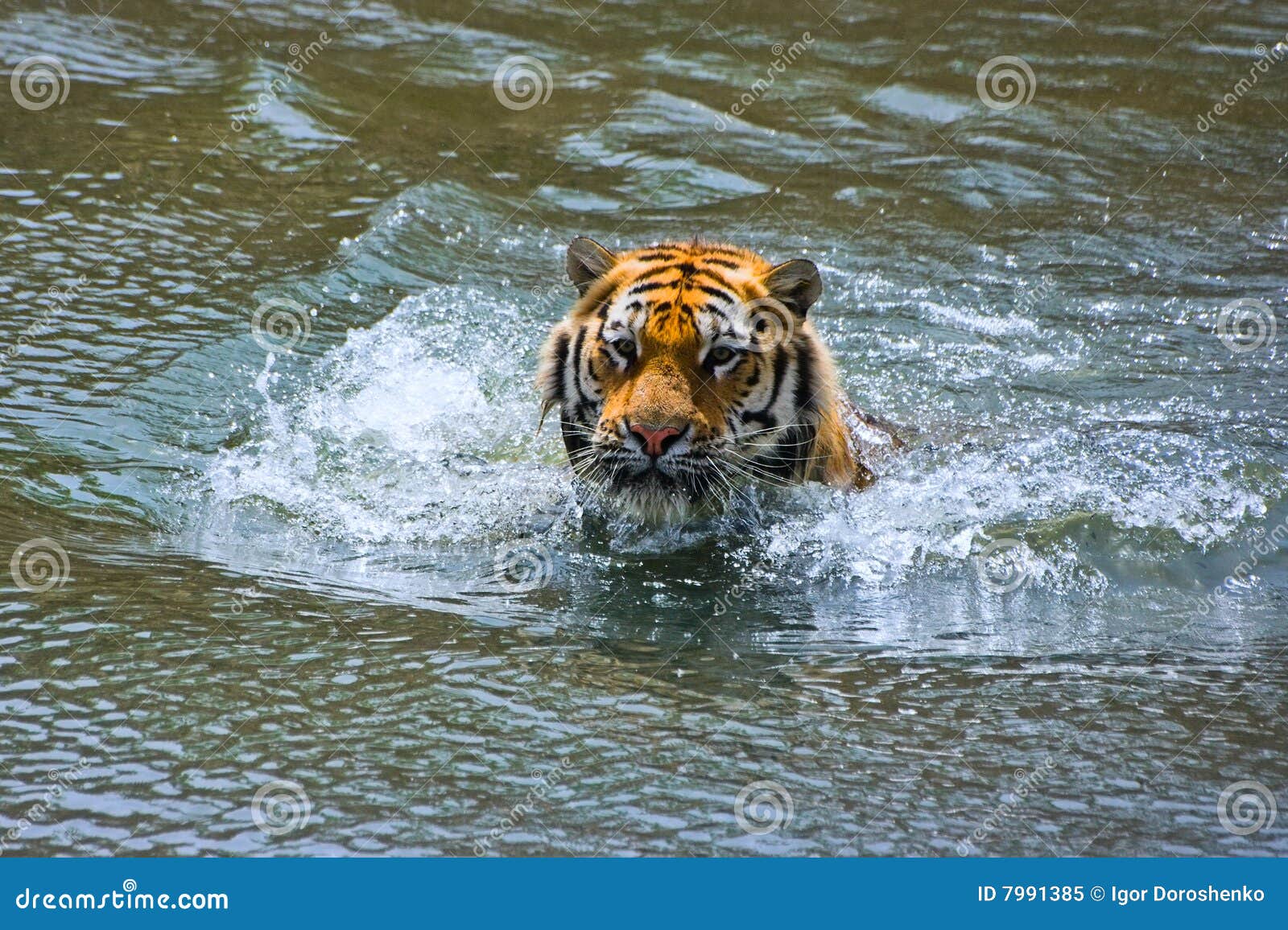 Siberian tiger in water stock image. Image of beauty, animal - 7991385