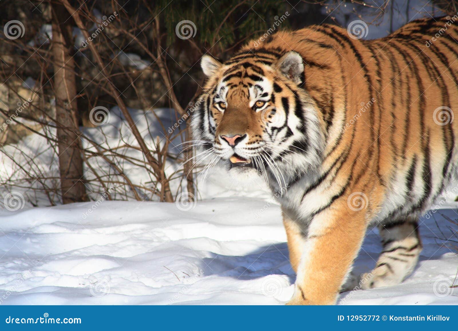 Siberian Tiger in Winter Forest Stock Photo - Image of predator, animal ...
