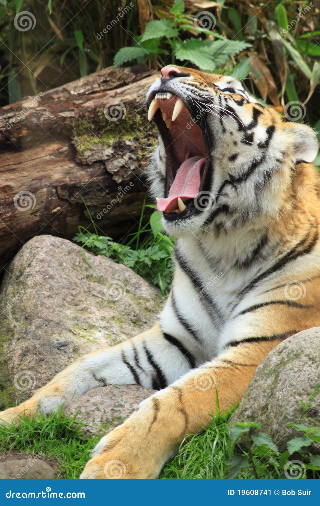 Siberian tiger yawning stock image. Image of strong, head - 19608741