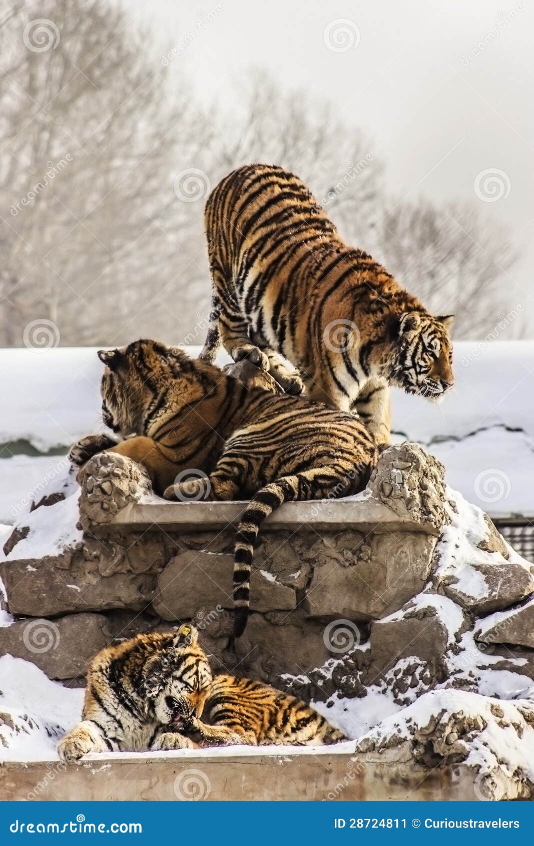 Siberian Tigers in Harbin China Stock Image - Image of front ...