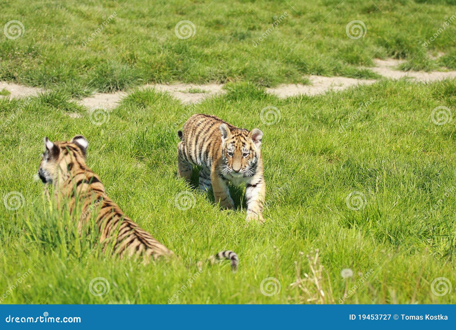 Siberian Tiiger puppy stock image. Image of animal, puppy - 19453727