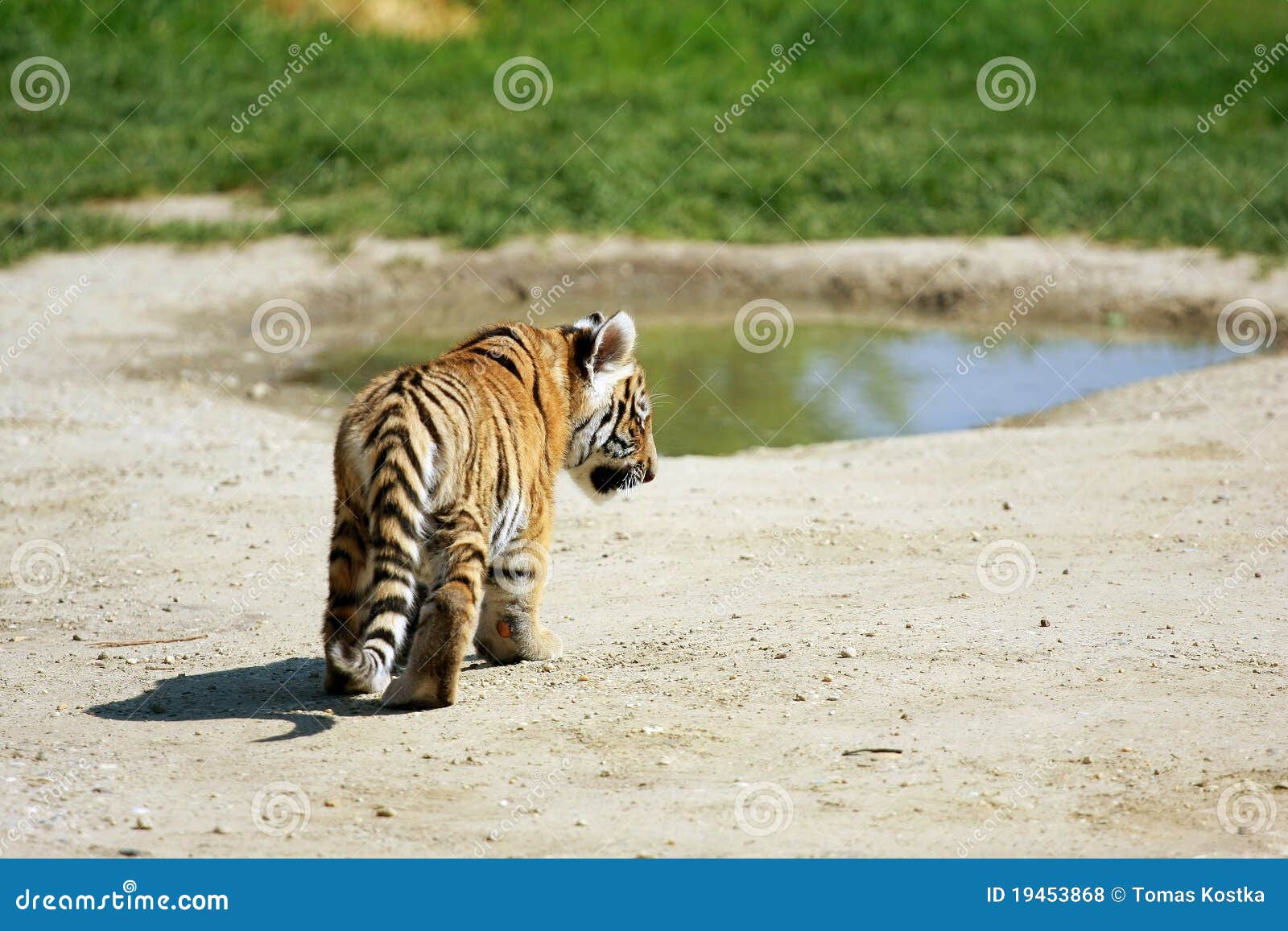 Siberian Tiiger puppy stock photo. Image of tigers, siberian - 19453868