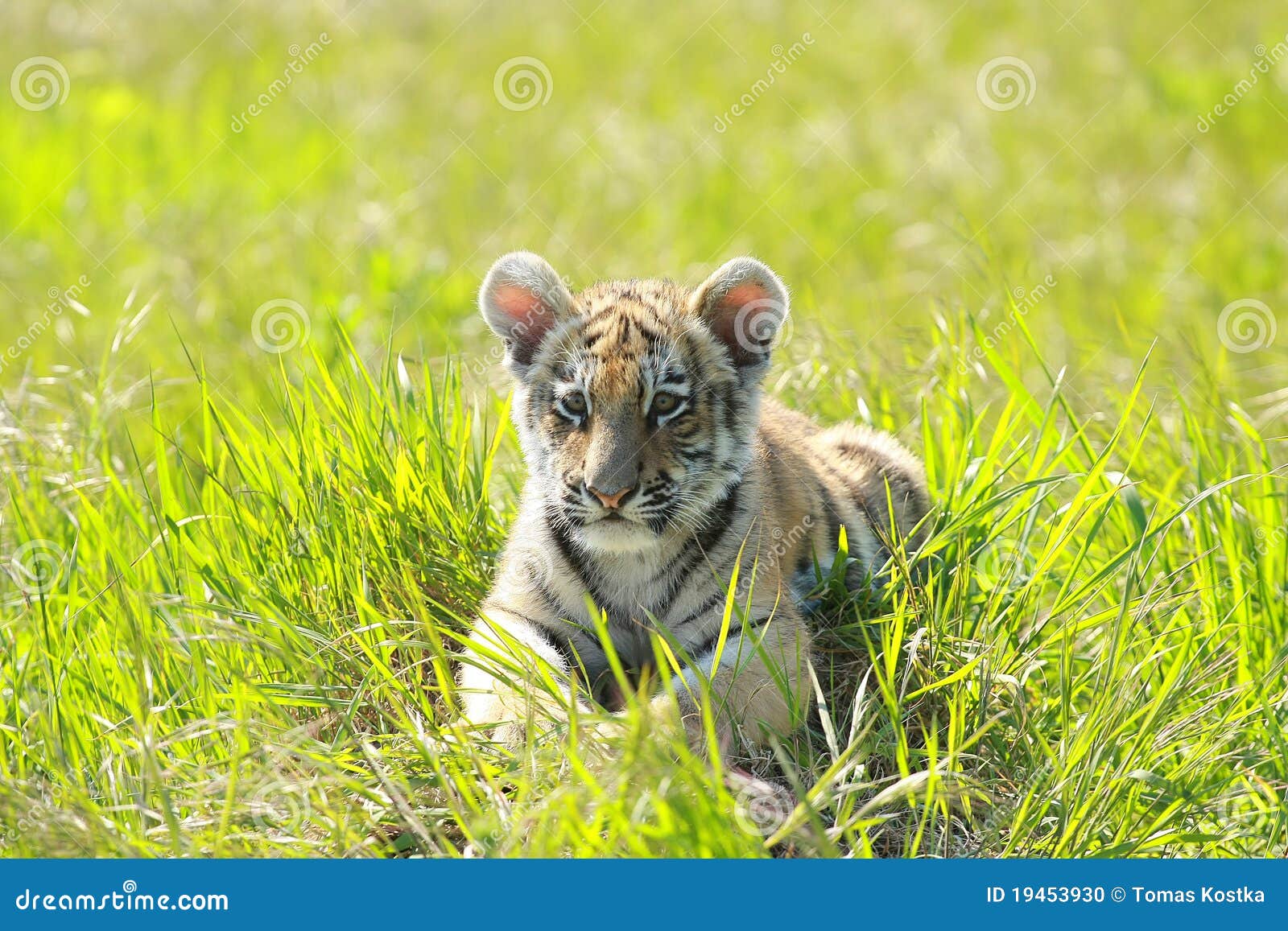 Siberian Tiiger puppy stock photo. Image of stripes, colour - 19453930