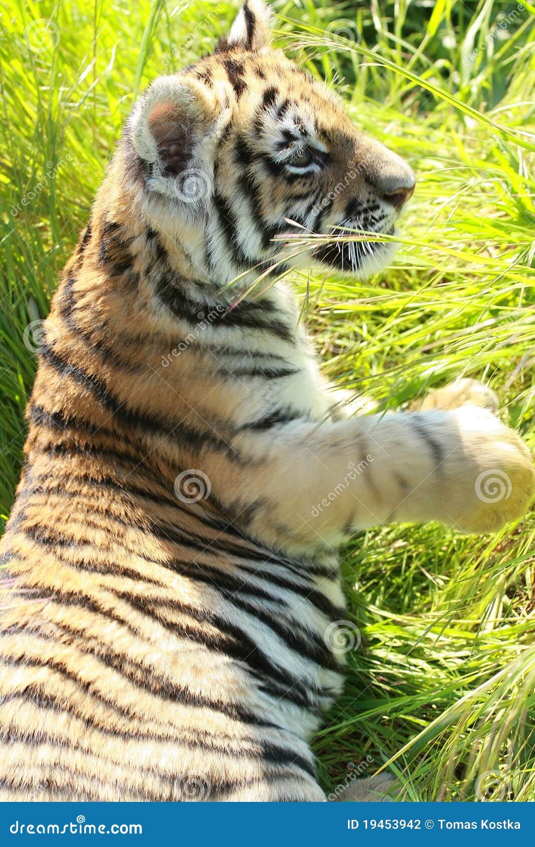 Siberian Tiiger puppy stock photo. Image of puppy, wildlife - 19453942