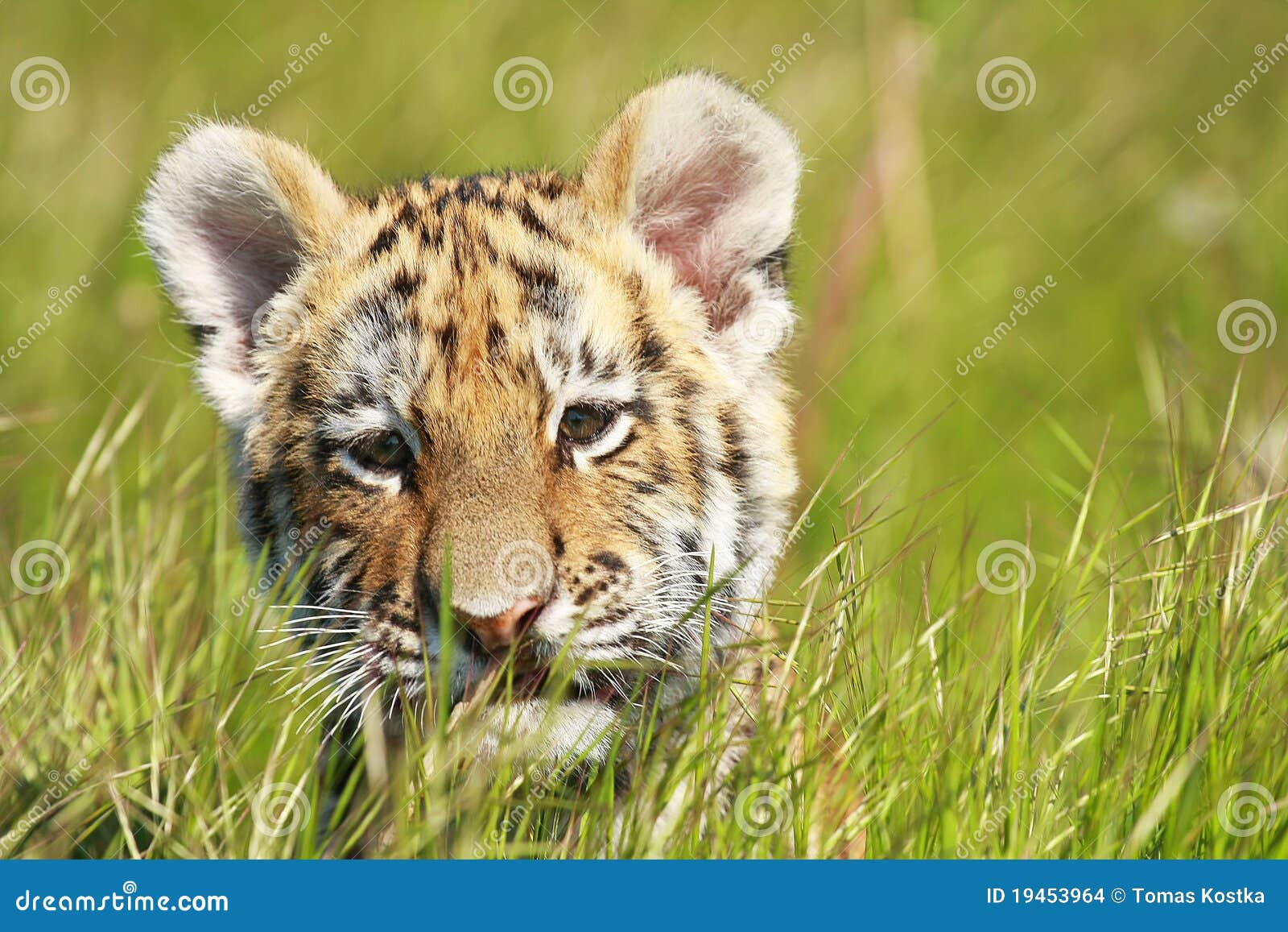 Siberian Tiiger puppy stock photo. Image of tiger, game - 19453964