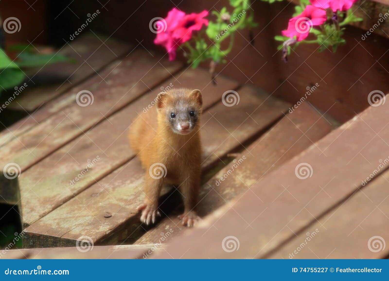Siberian vessla fotografering för bildbyråer. Bild av siberisk - 74755227