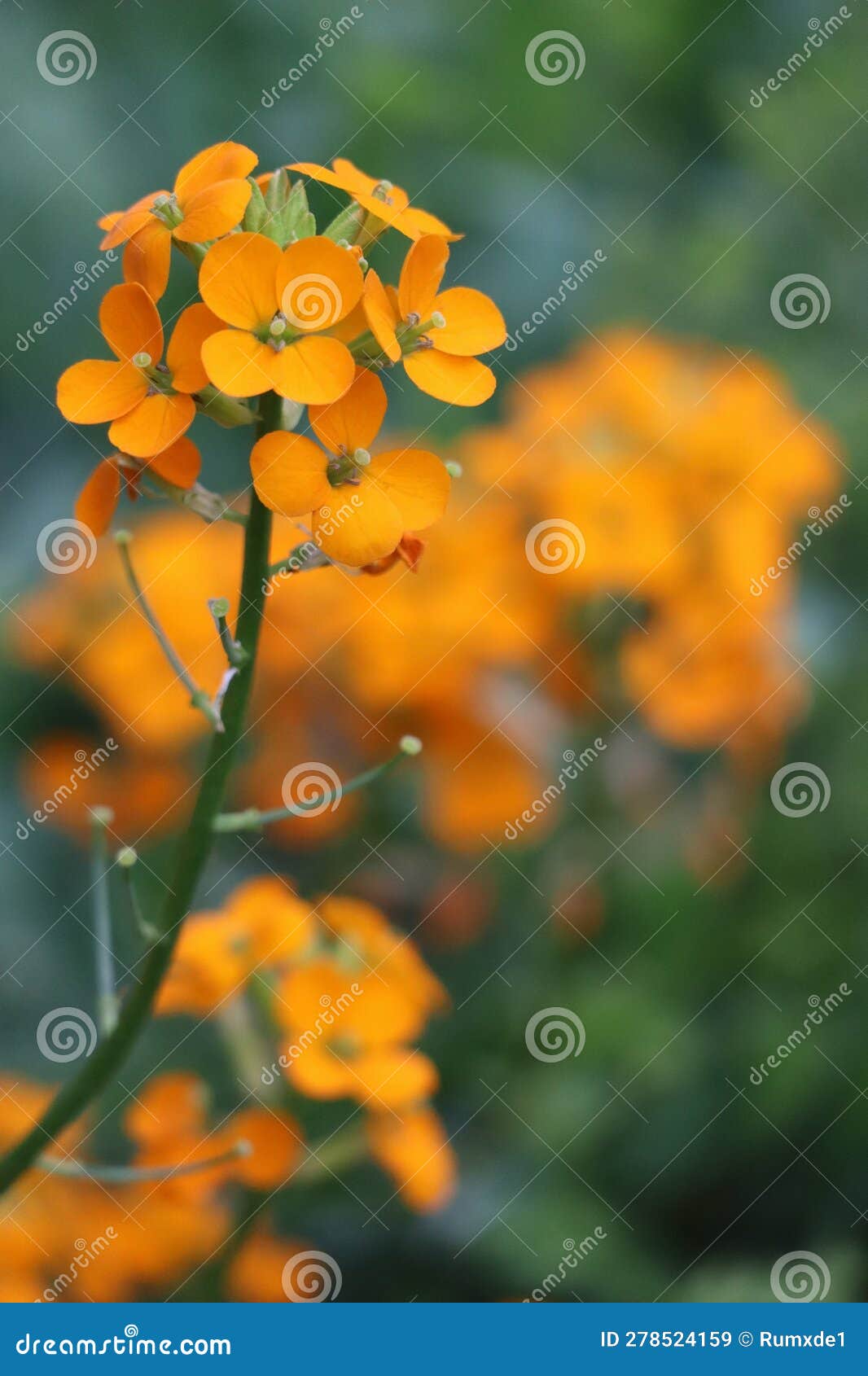 Siberian Wallflower, Erysimum X Allionii Siberian Orange, Orange Flower ...