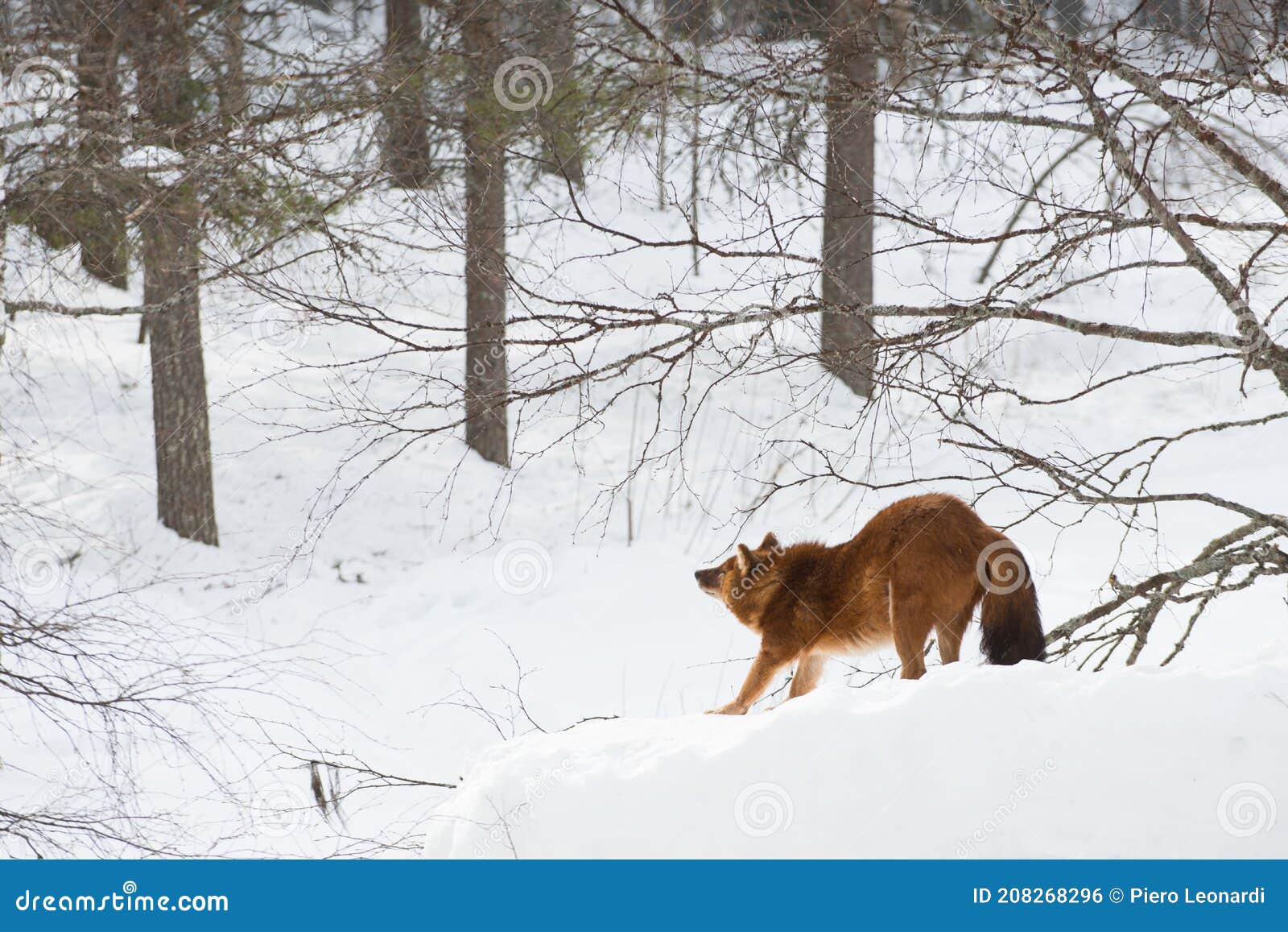 Siberian Wolf in Freedom on the Snow Stock Photo - Image of forest ...