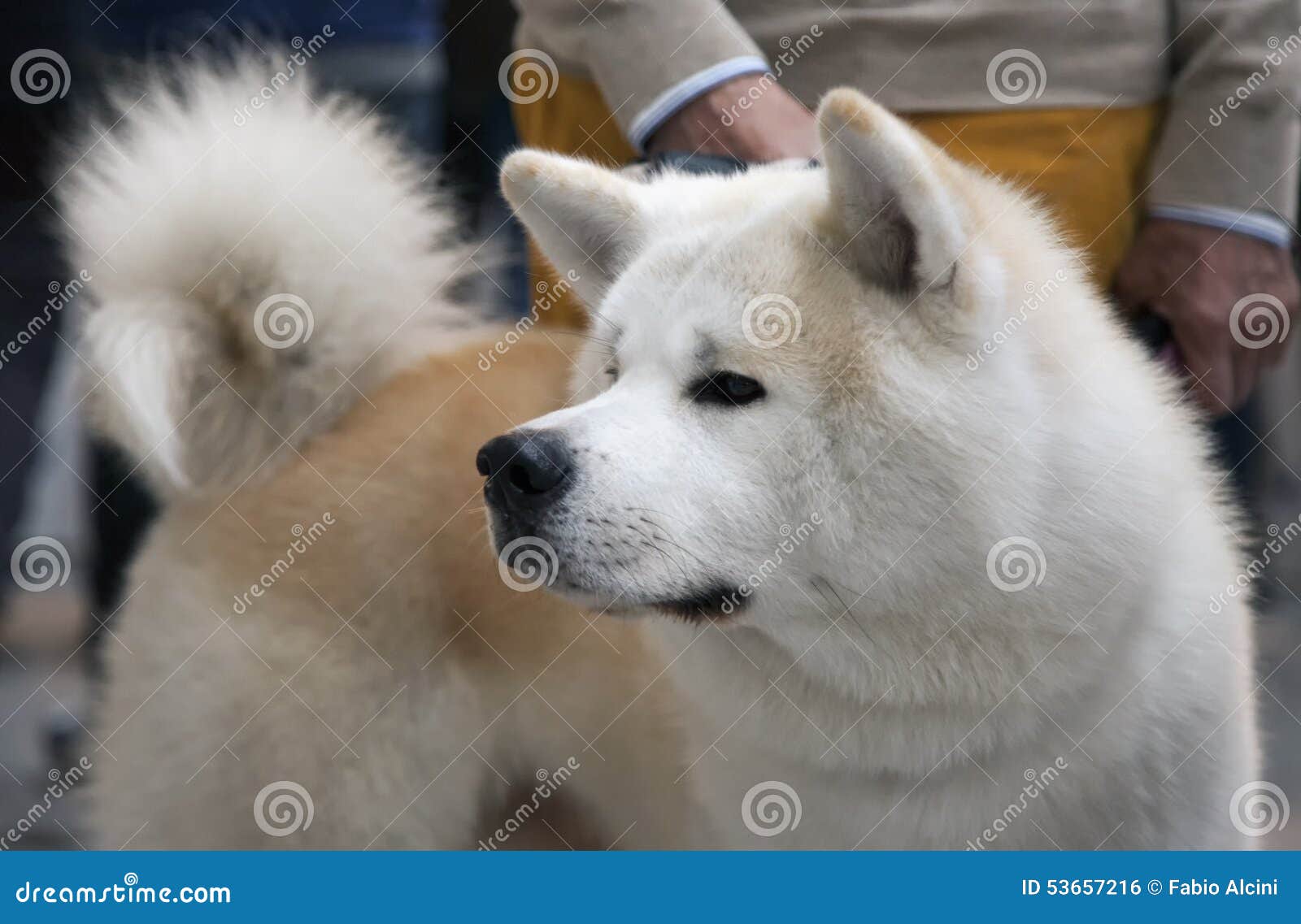 Siberian Wolf stock photo. Image of close, purebred, nature - 53657216