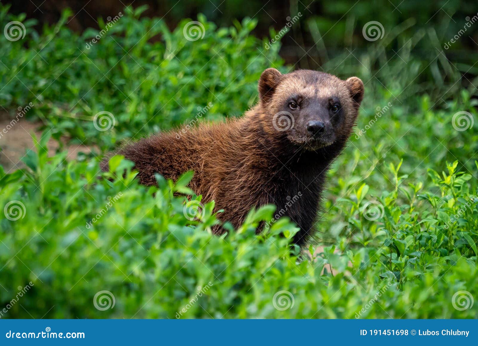 Siberian Wolverine Gulo Gulo Sitting in Nature Stock Photo - Image of ...