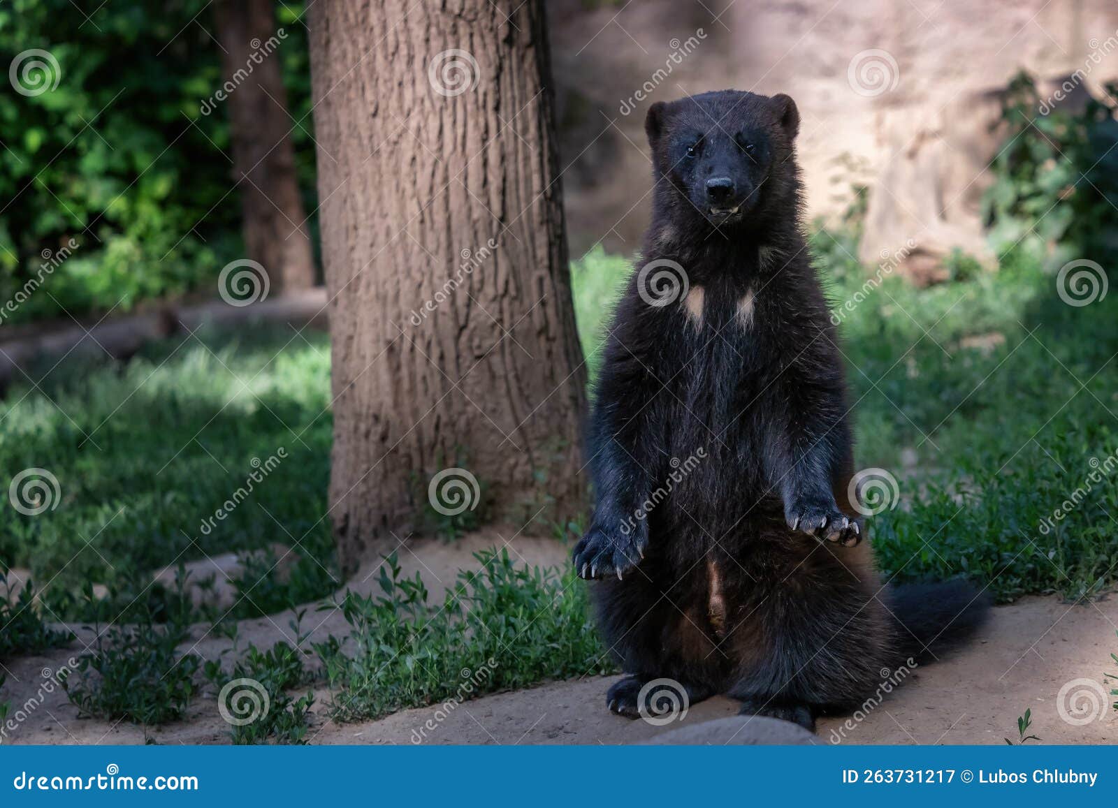 Siberian Wolverine Gulo Gulo Sitting in Nature Stock Image - Image of ...
