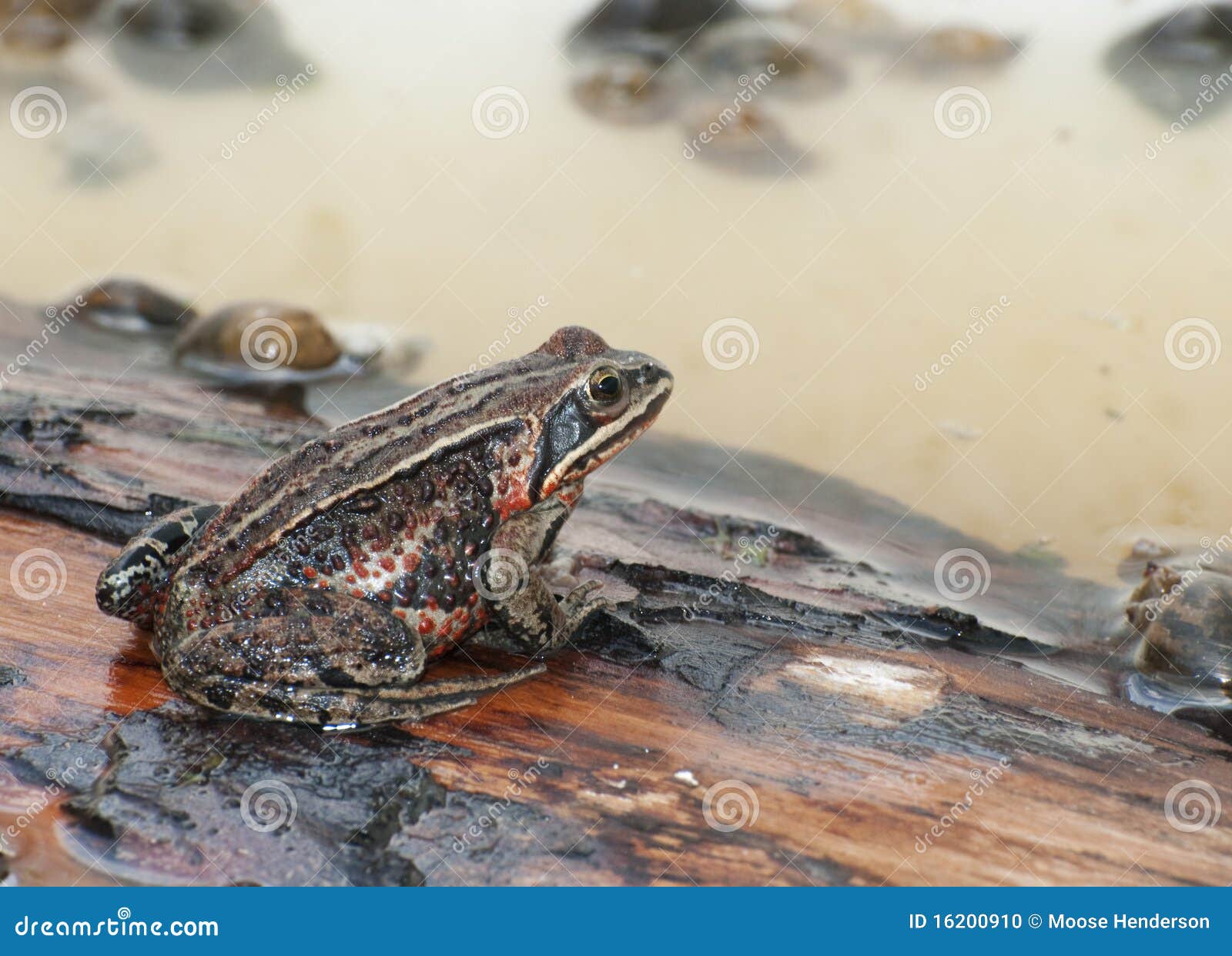 Siberian Wood Frog stock photo. Image of frog, green - 16200910