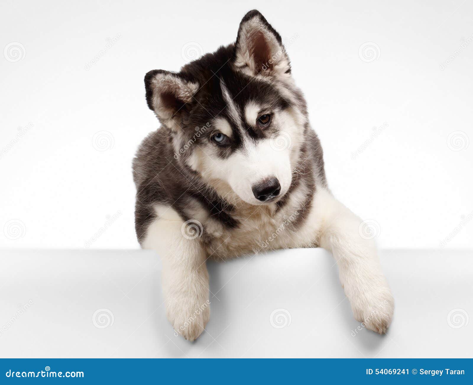 Siberisch Husky Puppy Curious Looking Op Wit Stock Afbeelding - Image ...