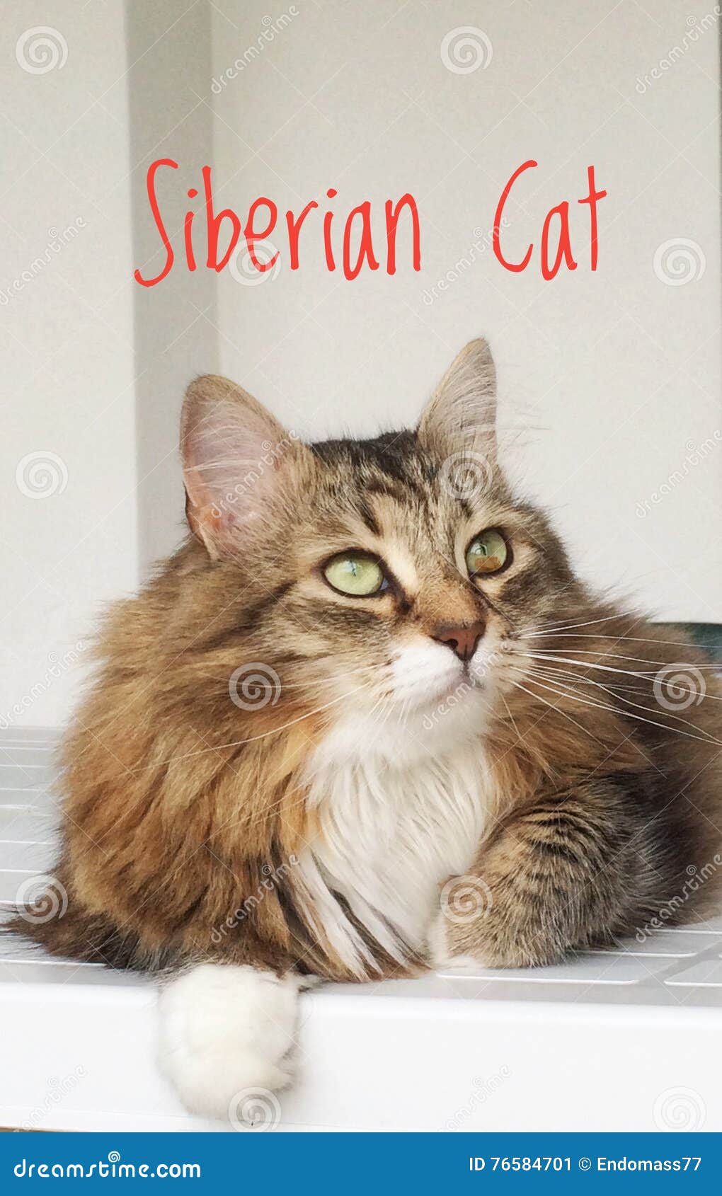 Siberisch Ras Van Kat, Bruin Met Witte Versie Stock Afbeelding - Image ...