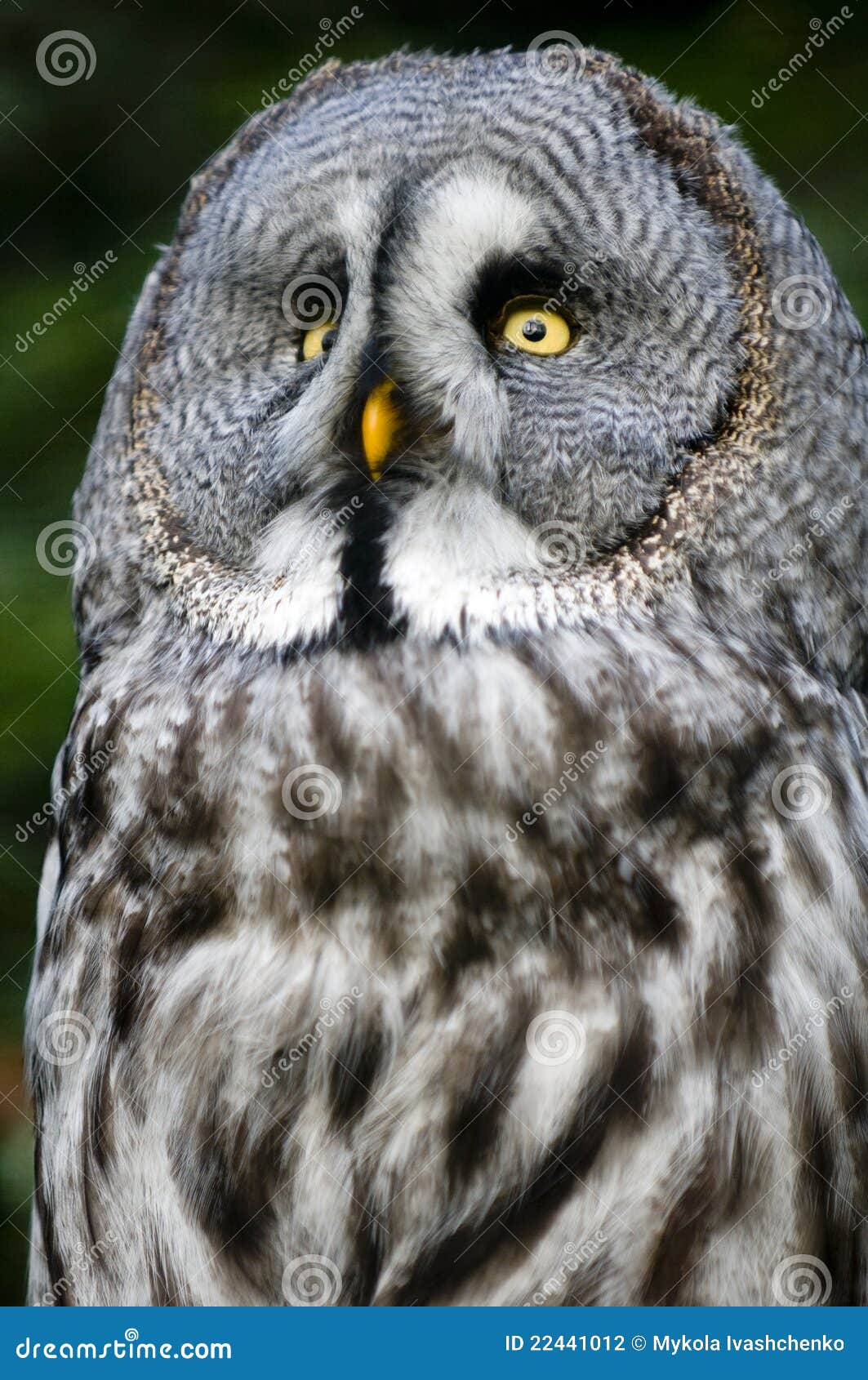 Siberische grijze uil stock foto. Image of wijsheid, zicht - 22441012